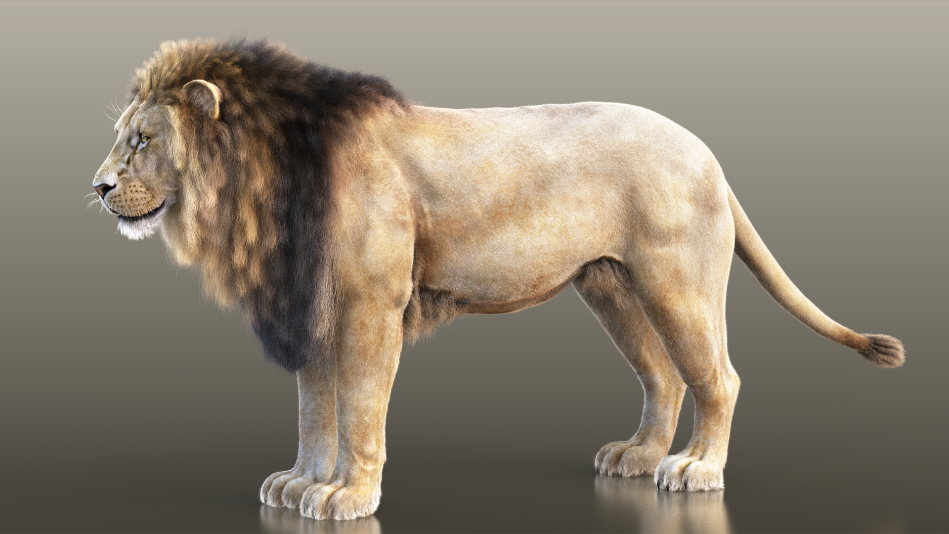 Lion (RIG) (XGEN-CORE) Online | 3D Models Online | Massimo Righi