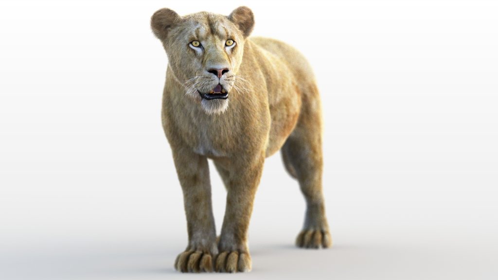 Lioness (RIG) (XGEN-CORE) Online | 3D Models Online | Massimo Righi