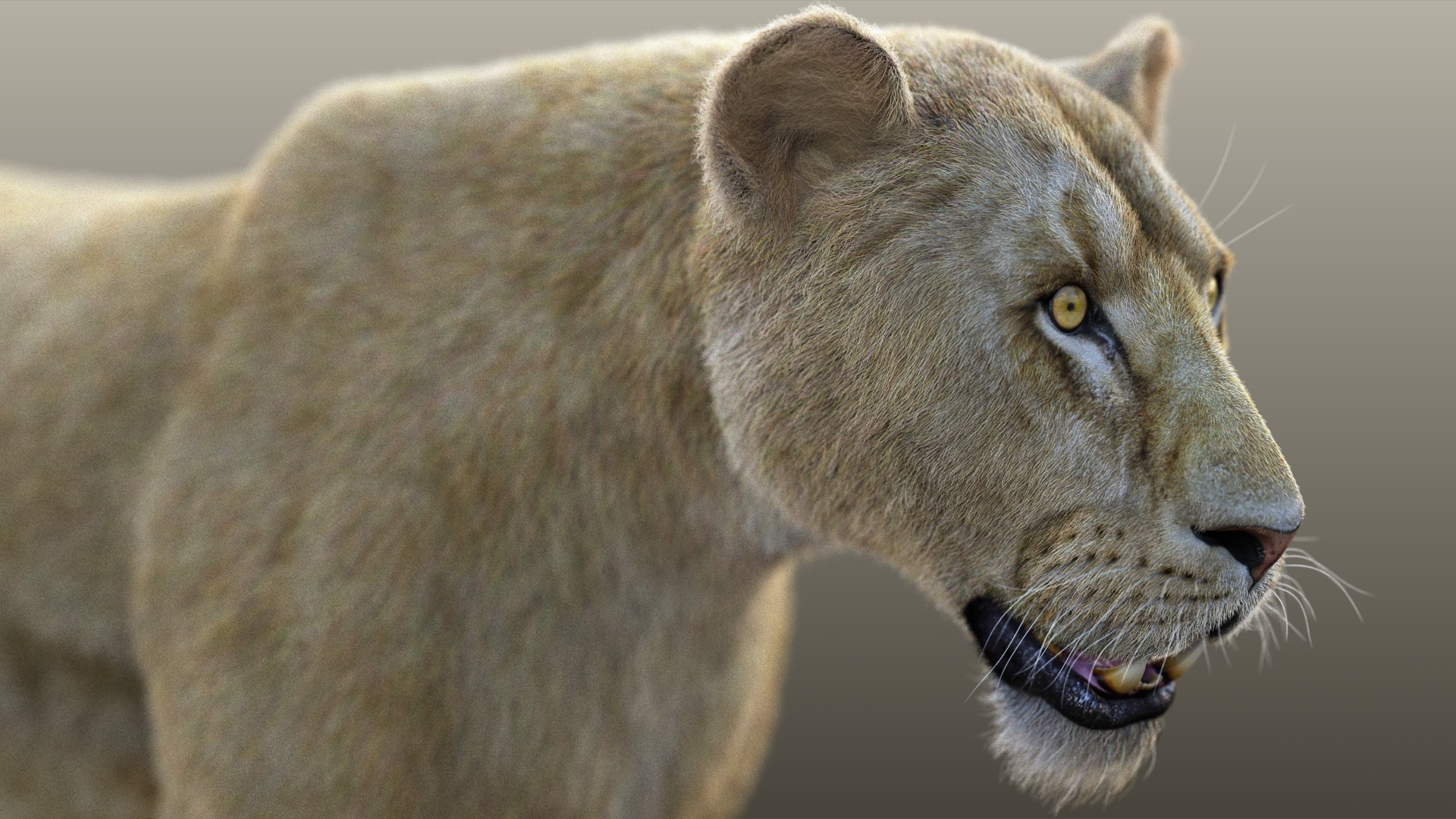 Lioness (RIG) (XGEN-CORE) Online | 3D Models Online | Massimo Righi