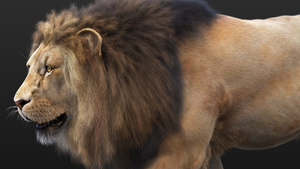 Lion (B) (RIG) (XGEN-CORE) Online | 3D Models Online | Massimo Righi