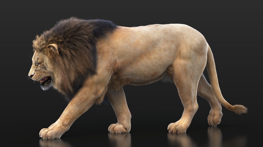 Lion (B) (RIG) (XGEN-CORE) Online | 3D Models Online | Massimo Righi
