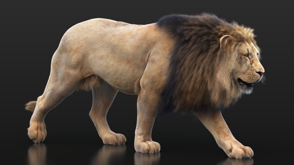 Lion (B) (RIG) (XGEN-CORE) Online | 3D Models Online | Massimo Righi