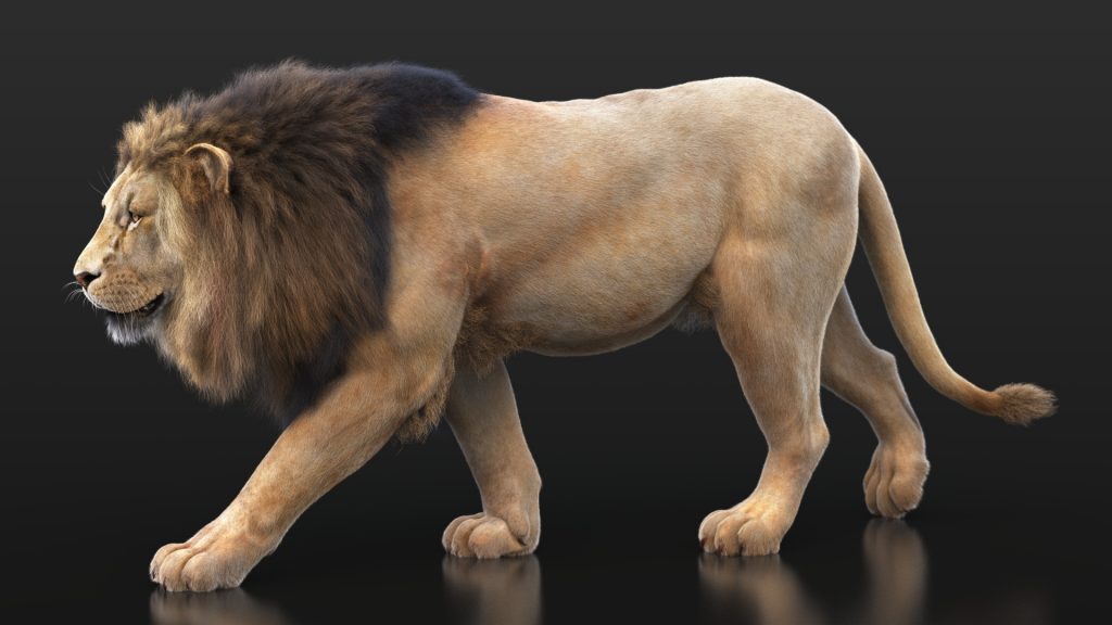 Lion (B) (RIG) (XGEN-CORE) Online | 3D Models Online | Massimo Righi