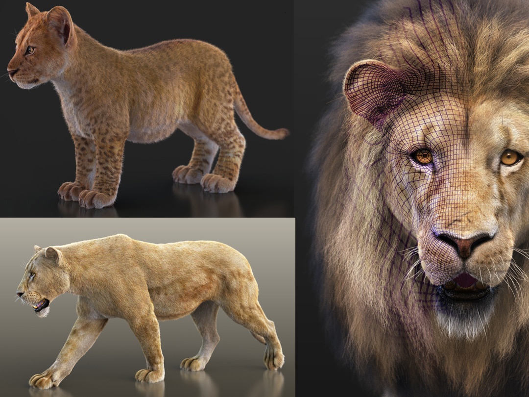 Lion & Lioness (XGEN-CORE) Online | 3D Models Online | Massimo Righi