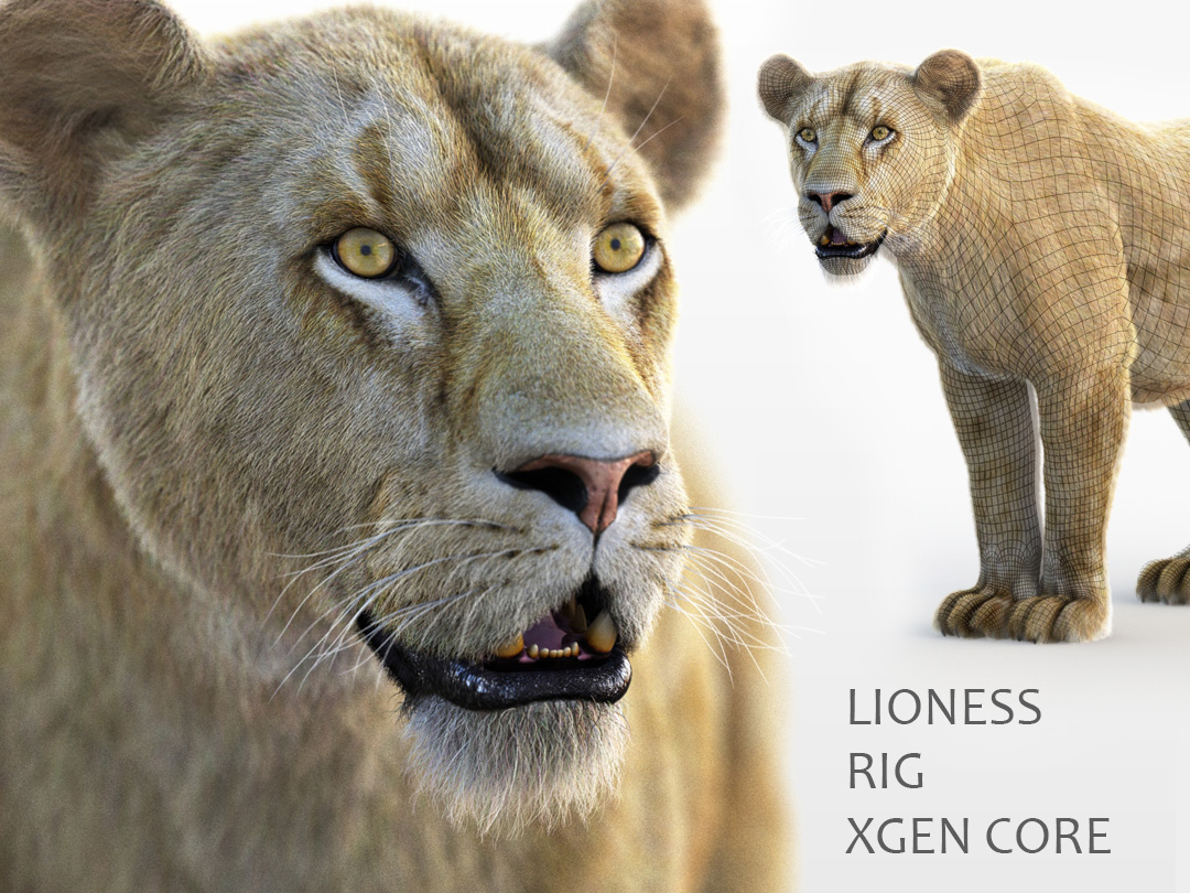 Lion & Lioness (XGEN-CORE) Online | 3D Models Online | Massimo Righi