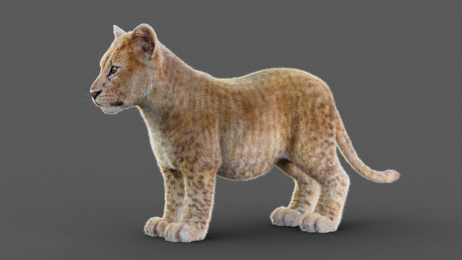 Lion Cub (RIG) (XGEN-CORE) Online | 3D Models Online | Massimo Righi
