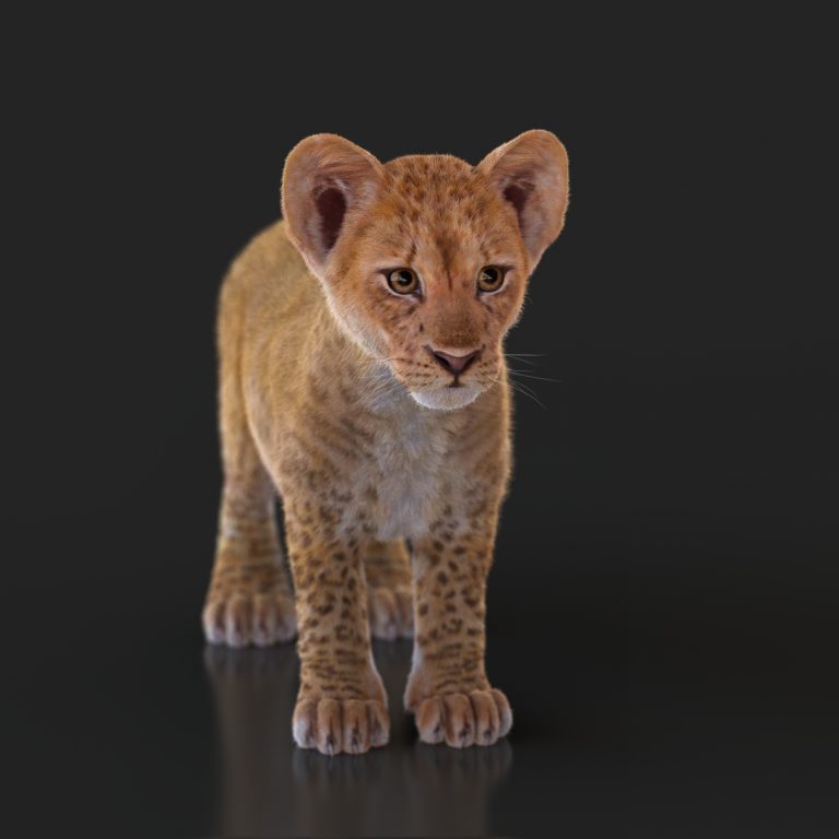 Lion Cub (RIG) (XGEN-CORE) Online | 3D Models Online | Massimo Righi