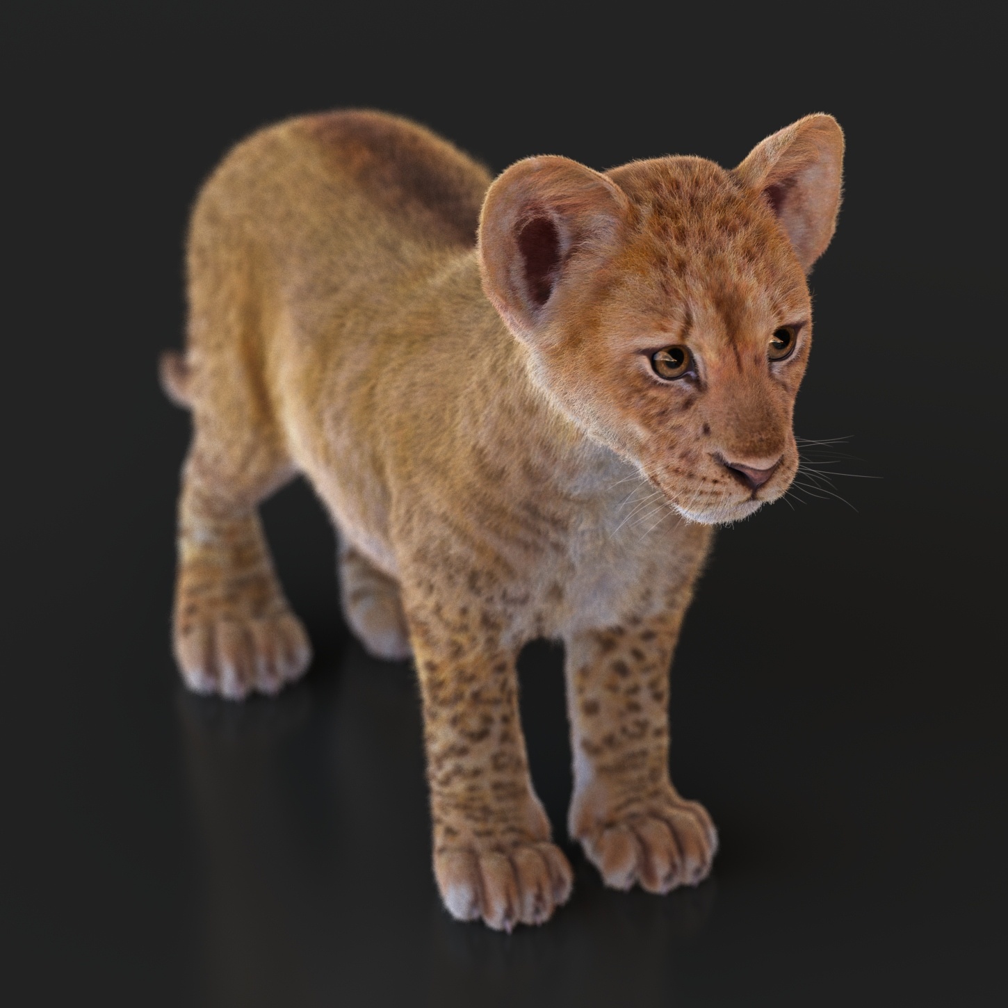 Lion Cub (RIG) (XGEN-CORE) Online | 3D Models Online | Massimo Righi