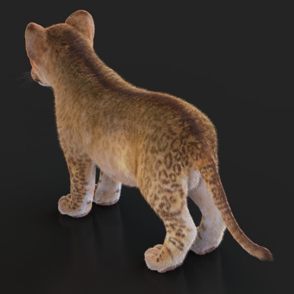 Lion Cub (RIG) (XGEN-CORE) Online | 3D Models Online | Massimo Righi