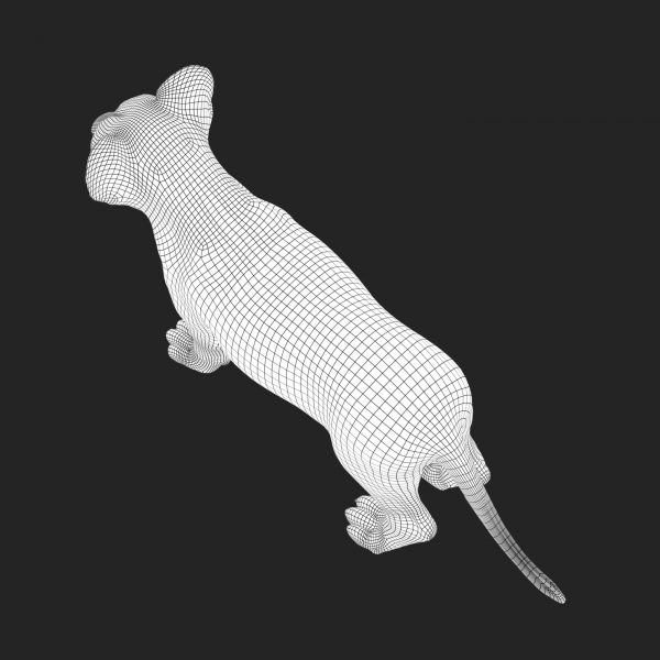 Lion Cub (RIG) (XGEN-CORE) Online | 3D Models Online | Massimo Righi