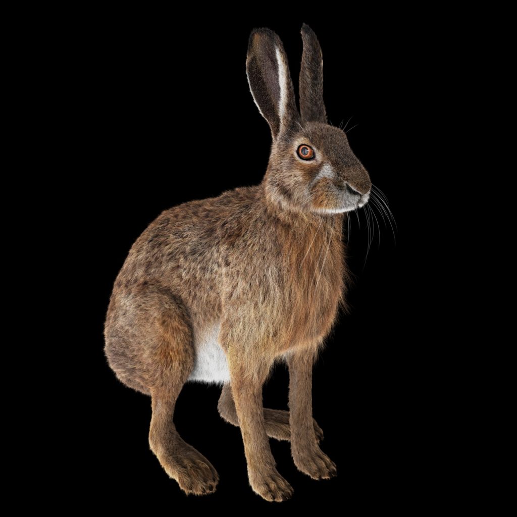 Hare Maya2022 (RIG) (XGEN-CORE) Online | 3D Models Online | Massimo Righi