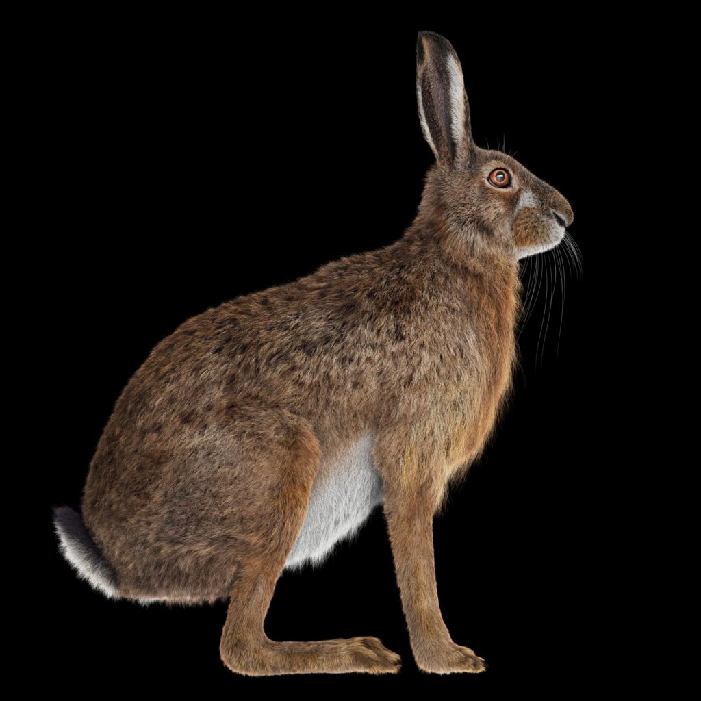 Hare Maya2022 (RIG) (XGEN-CORE) Online | 3D Models Online | Massimo Righi