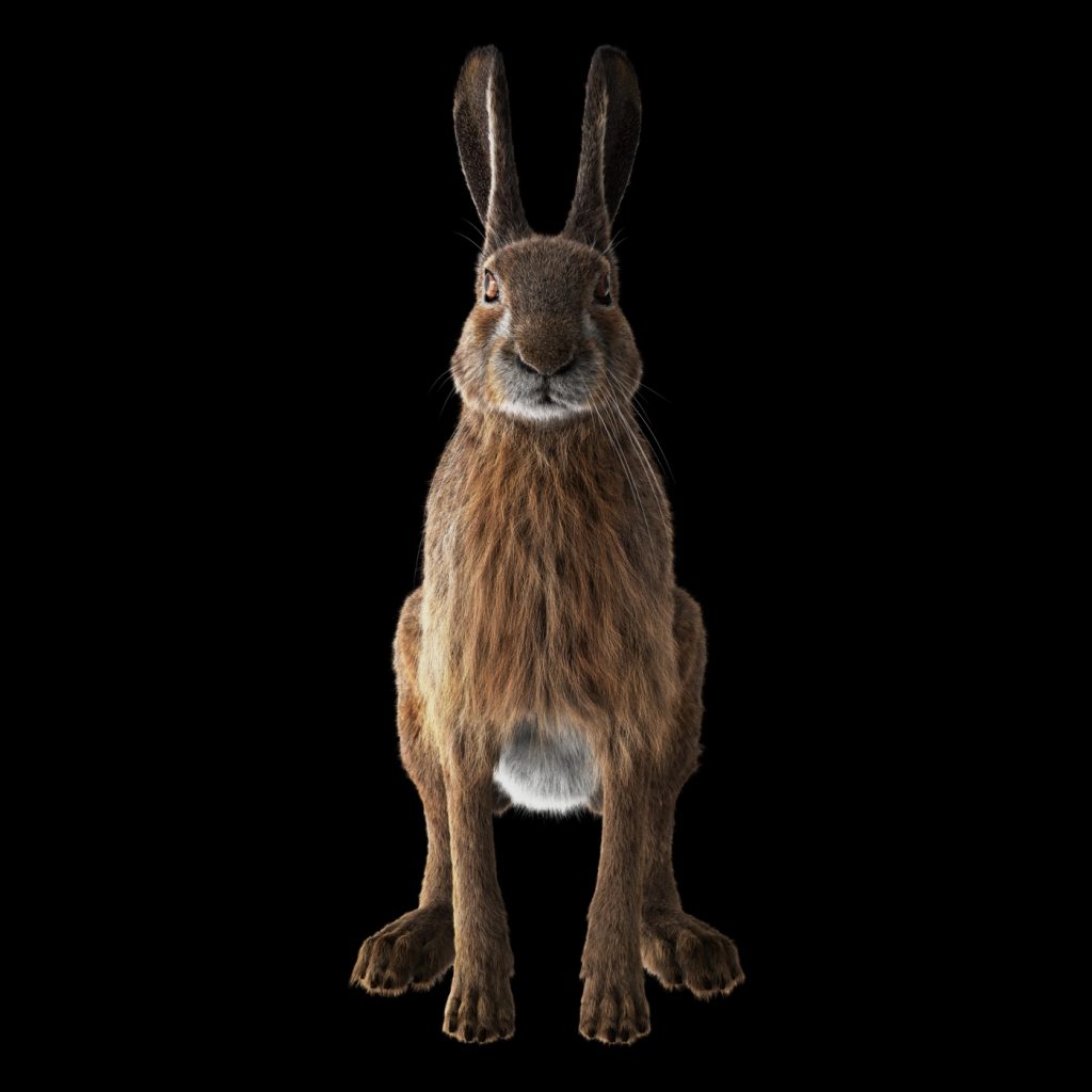 Hare Maya2022 (RIG) (XGEN-CORE) Online | 3D Models Online | Massimo Righi