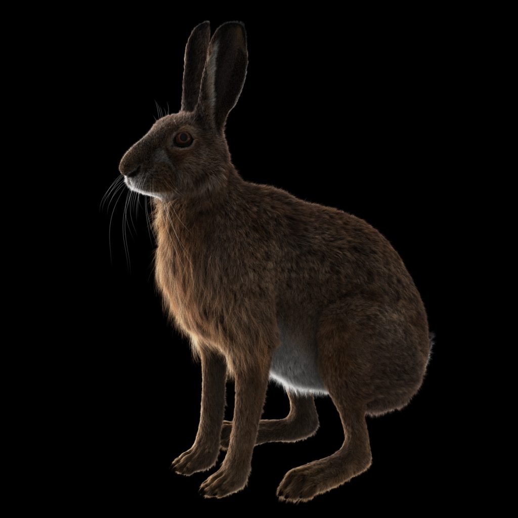 Hare Maya2022 (RIG) (XGEN-CORE) Online | 3D Models Online | Massimo Righi