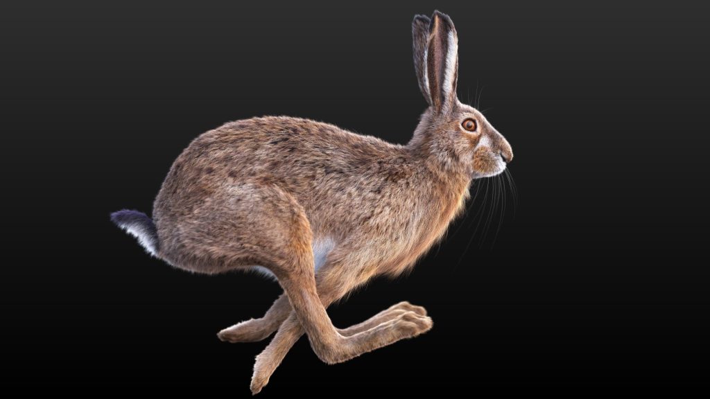 Hare Maya2022 (RIG) (XGEN-CORE) Online | 3D Models Online | Massimo Righi