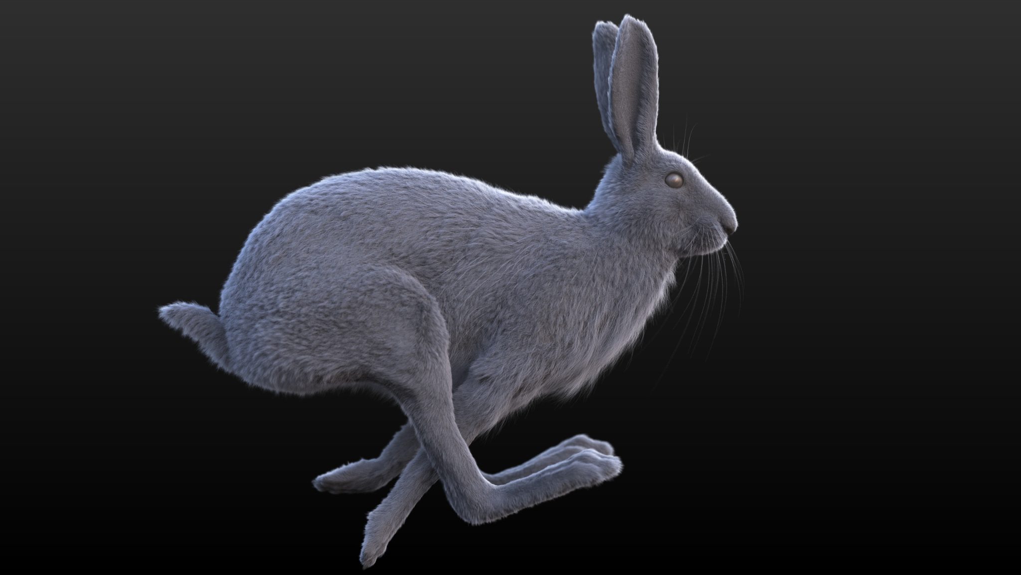 Hare Maya2022 (RIG) (XGEN-CORE) Online | 3D Models Online | Massimo Righi
