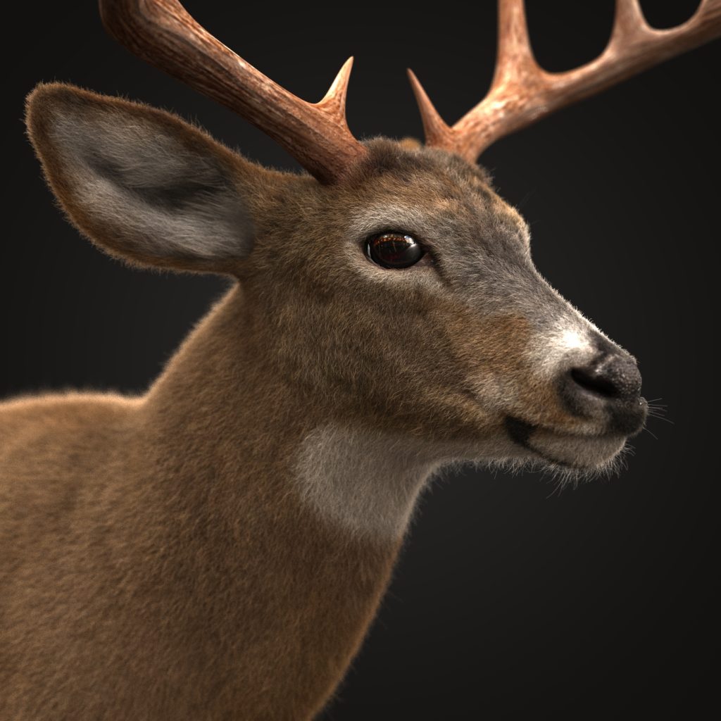 Buy Deer (RIG) (XGEN-CORE) 3D Models Online | Massimo Righi