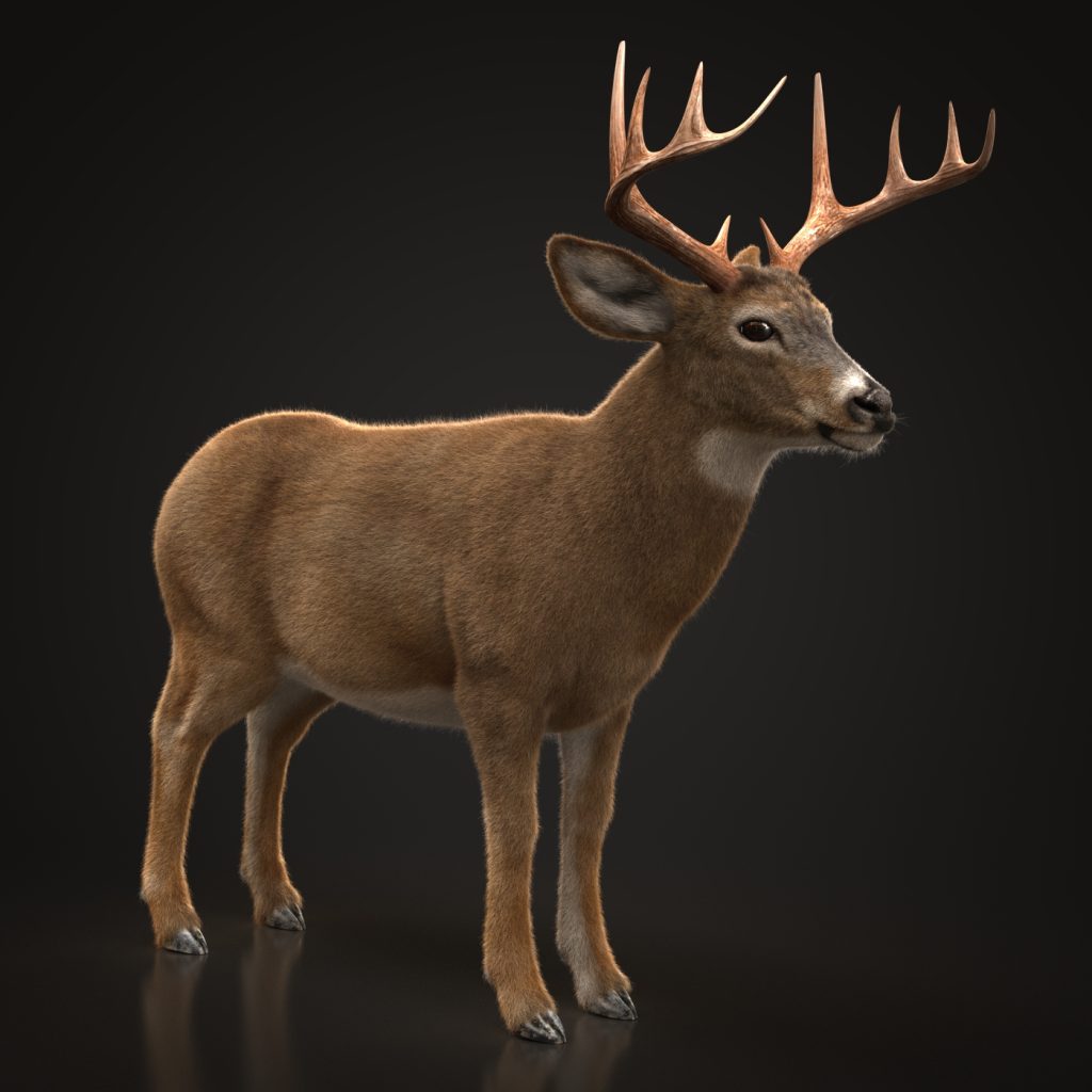 Buy Deer (RIG) (XGEN-CORE) 3D Models Online | Massimo Righi