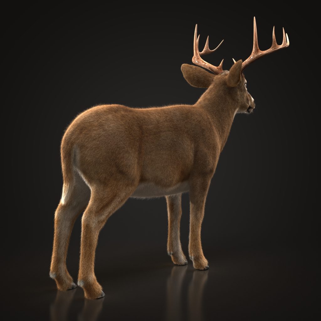 Buy Deer (RIG) (XGEN-CORE) 3D Models Online | Massimo Righi