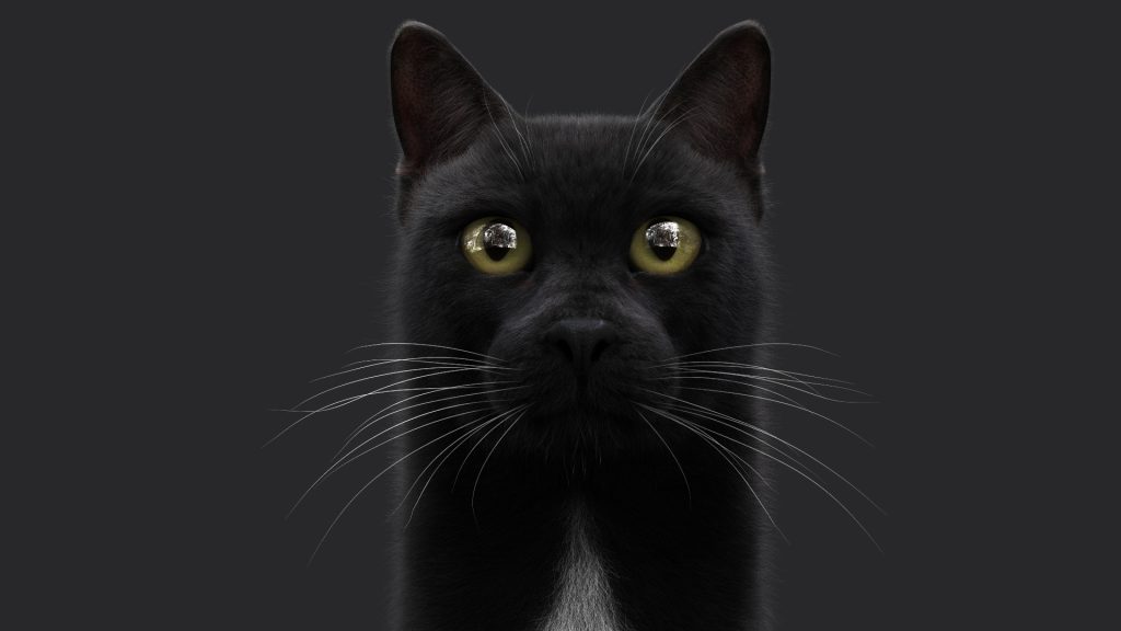 Black Cat RIG (Xgen-core) Online | Massimo Righi 3D Models