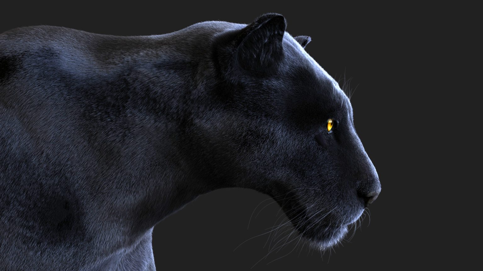 Black Panther RIG (Xgen-core) Online | Massimo Righi 3D Models