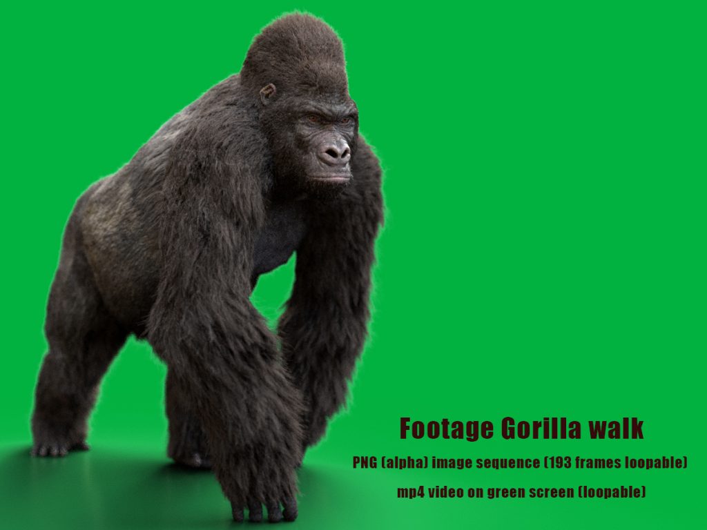 Buy Footage Gorilla walk (side)- 3D Models Online | Massimo Righi