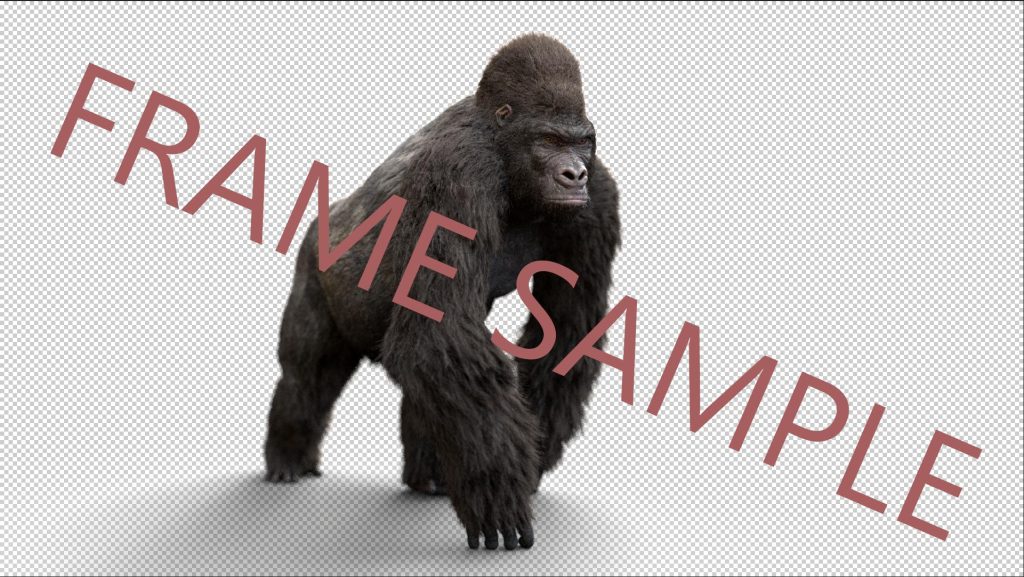 Buy Footage Gorilla walk (side)- 3D Models Online | Massimo Righi