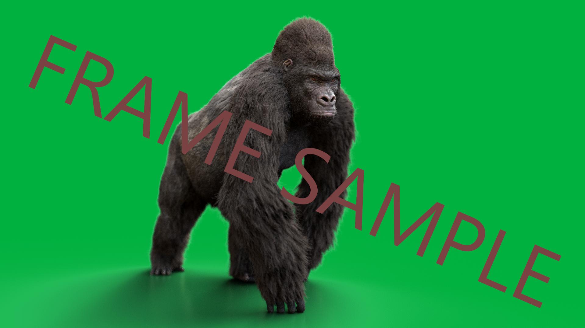 Buy Footage Gorilla walk (side)- 3D Models Online | Massimo Righi