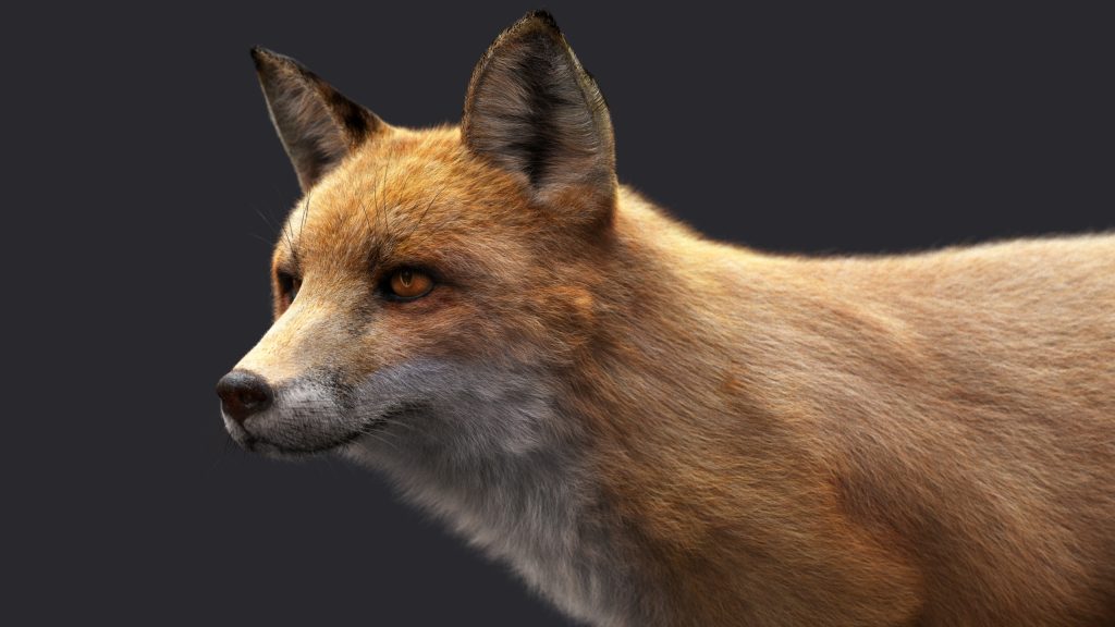 FOX (RIG) (XGEN-CORE) 3D Model Online | Fox 3D Model Online