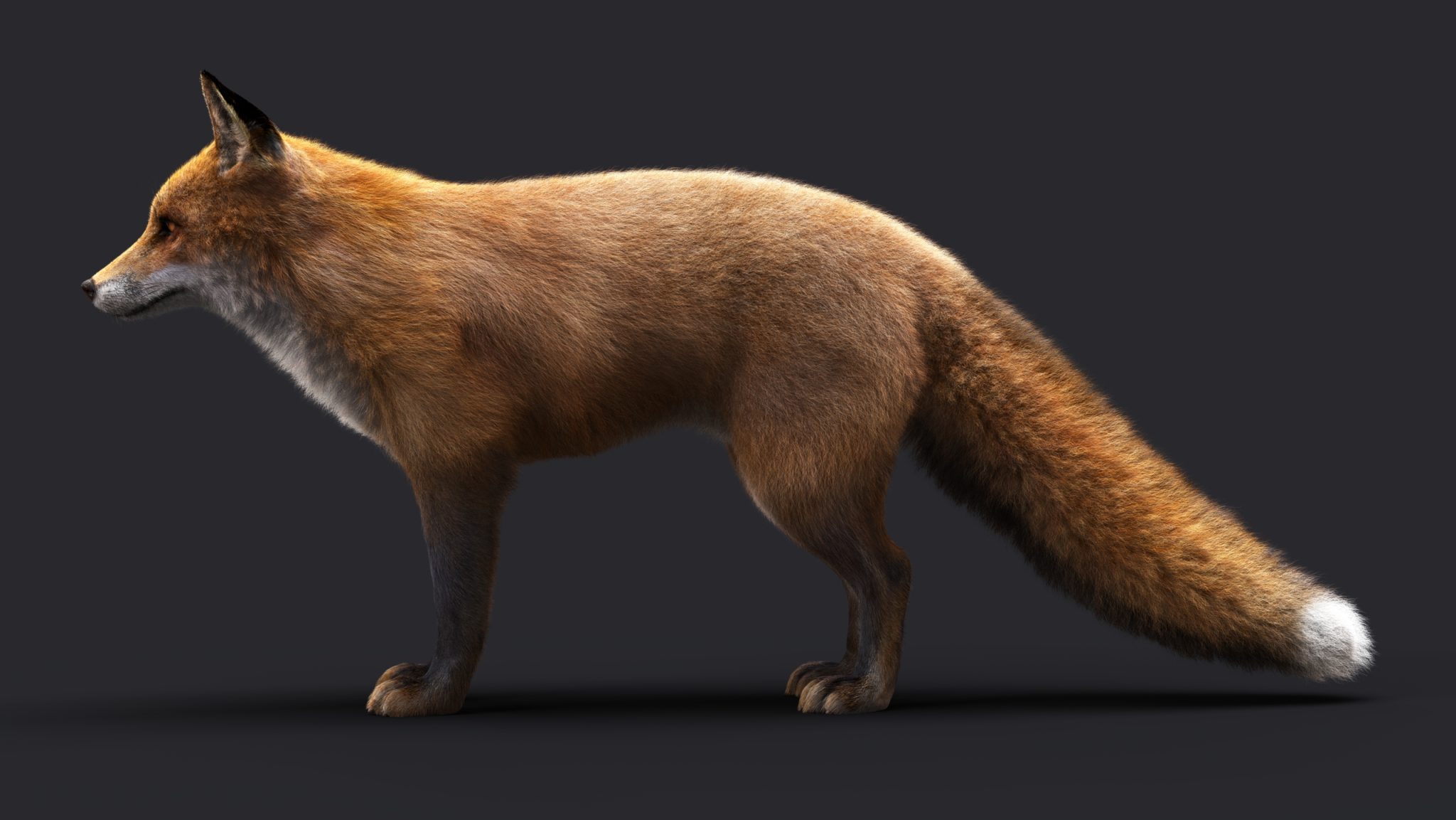 FOX (RIG) (XGEN-CORE) 3D Model Online | Fox 3D Model Online