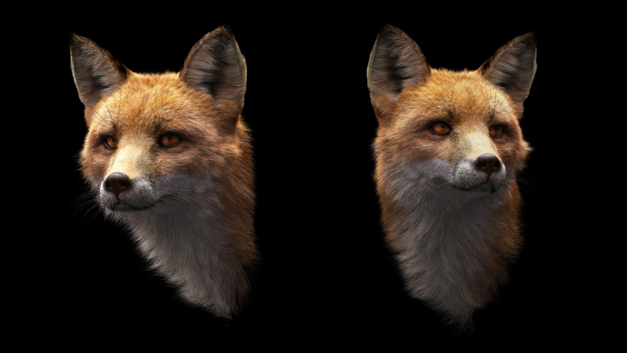 FOX (RIG) (XGEN-CORE) 3D Model Online | Fox 3D Model Online