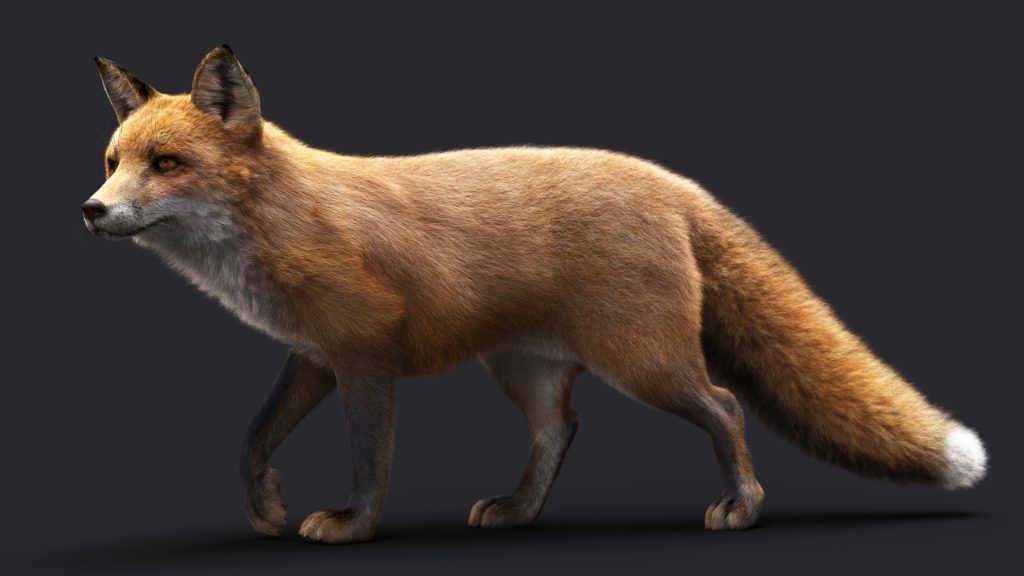 FOX (RIG) (XGEN-CORE) 3D Model Online | Fox 3D Model Online