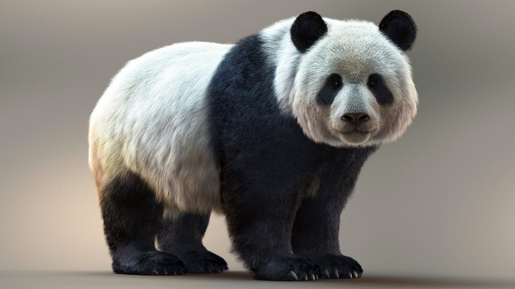 Giant Panda (RIG) (XGEN-CORE) 3D Model Online | Panda 3D Model Online