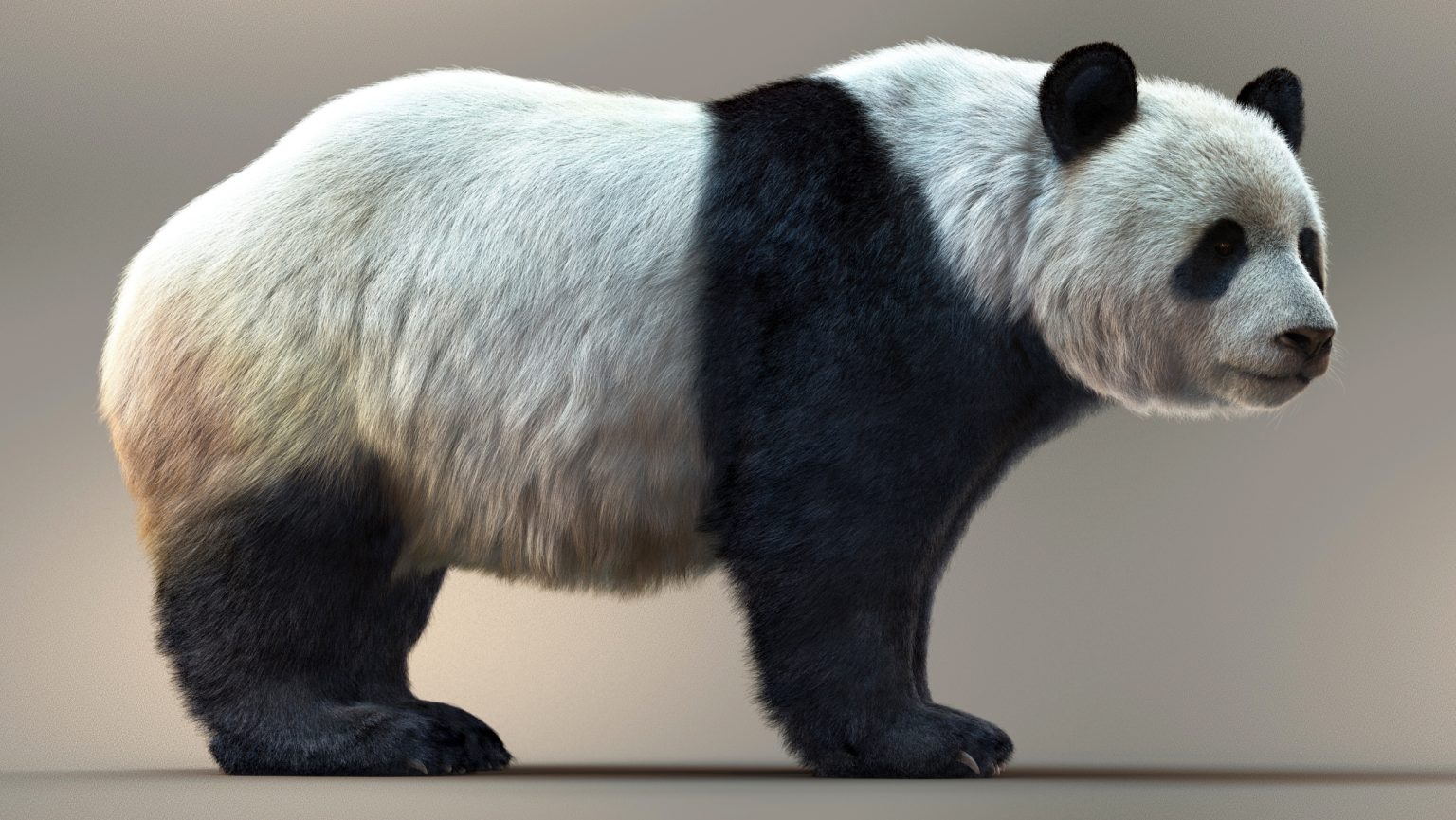 Giant Panda (RIG) (XGEN-CORE) 3D Model Online | Panda 3D Model Online