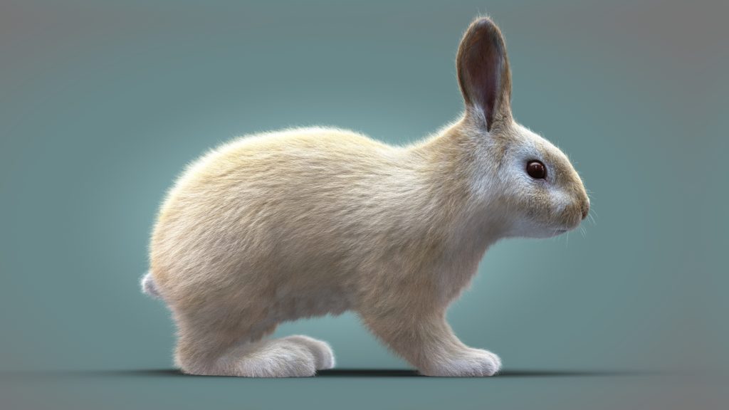 Cream Rabbit XGEN-CORE 3D Model Online | Rabbit 3D Model Online