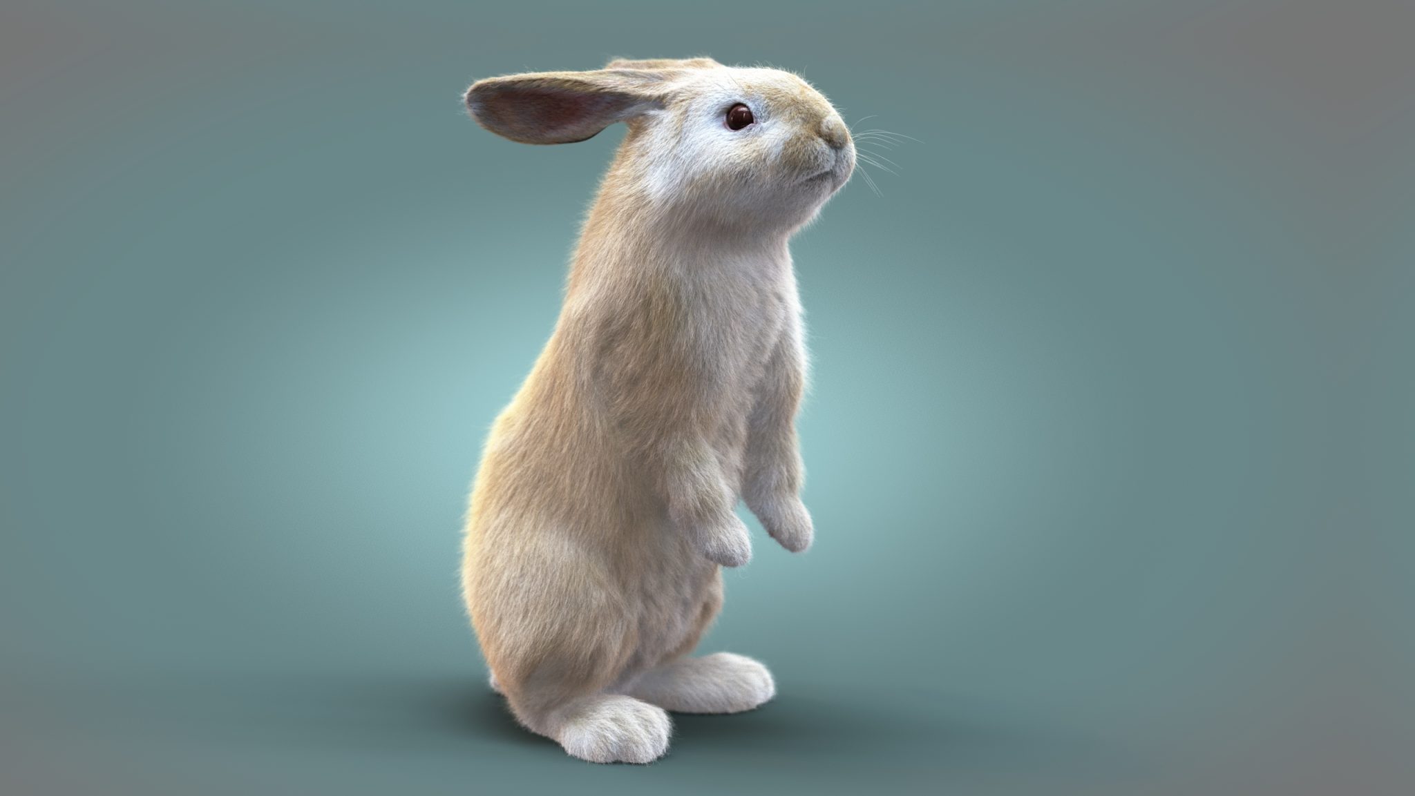 Cream Rabbit XGEN-CORE 3D Model Online | Rabbit 3D Model Online