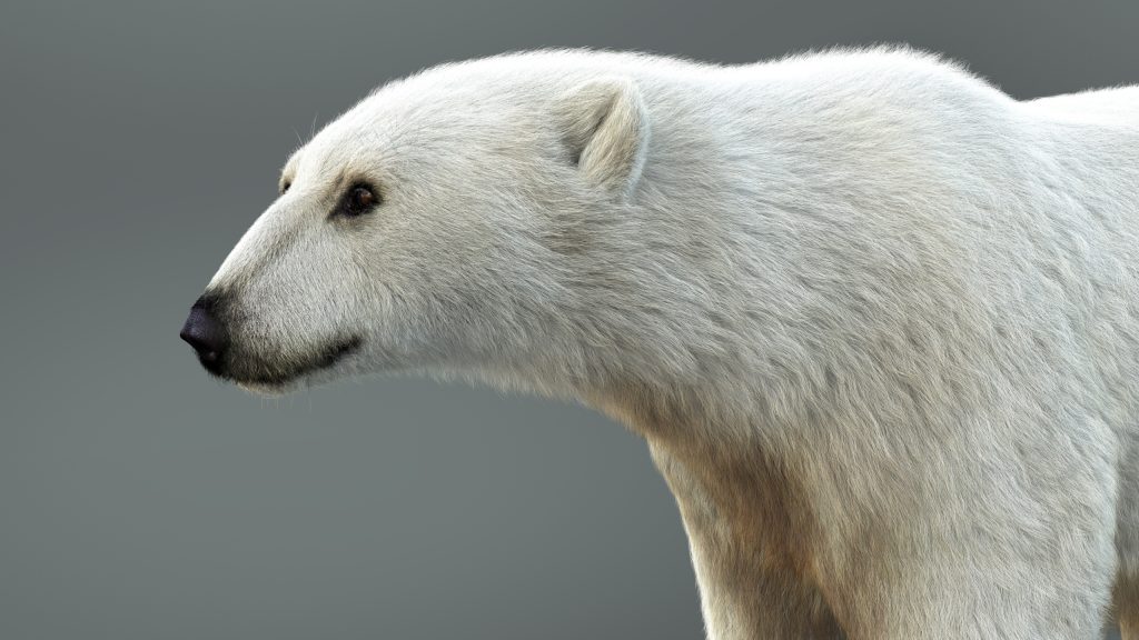Polar Bear (RIG) (XGEN-CORE) 3D Model Online | Polar Bear 3D Model Online