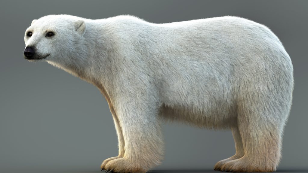 Polar Bear (RIG) (XGEN-CORE) 3D Model Online | Polar Bear 3D Model Online