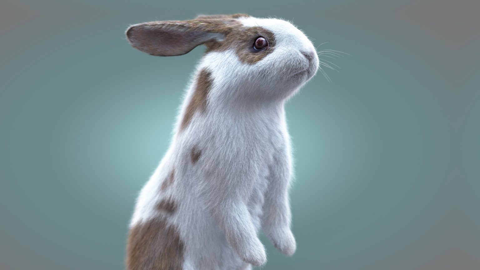 Spotted Rabbit Animated ( XGEN-CORE ) 3D Model Online | Rabbit 3D Model ...