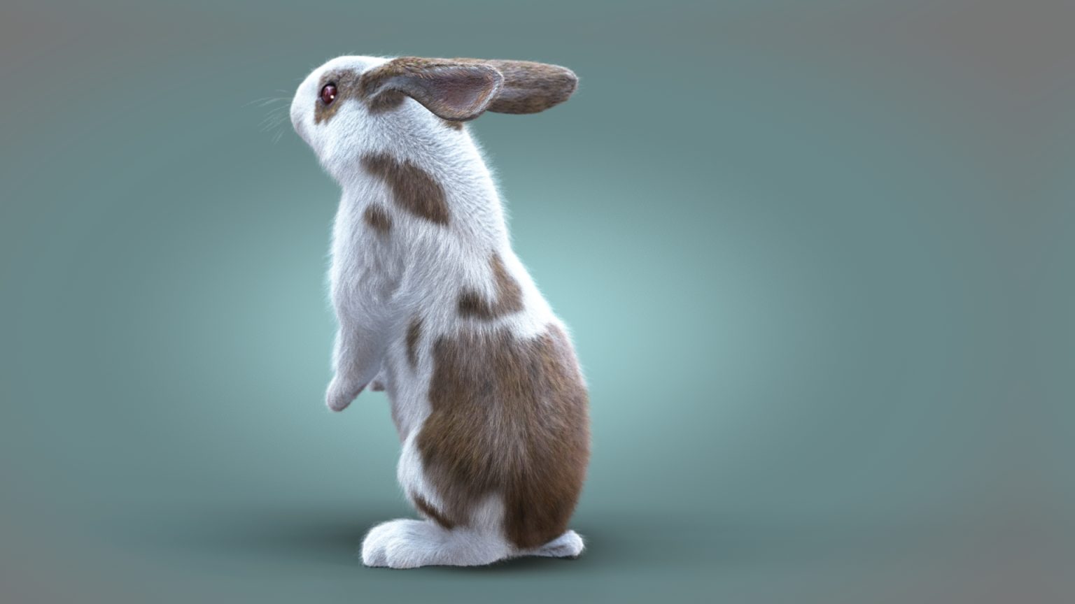 Spotted Rabbit Animated ( XGEN-CORE ) 3D Model Online | Rabbit 3D Model ...