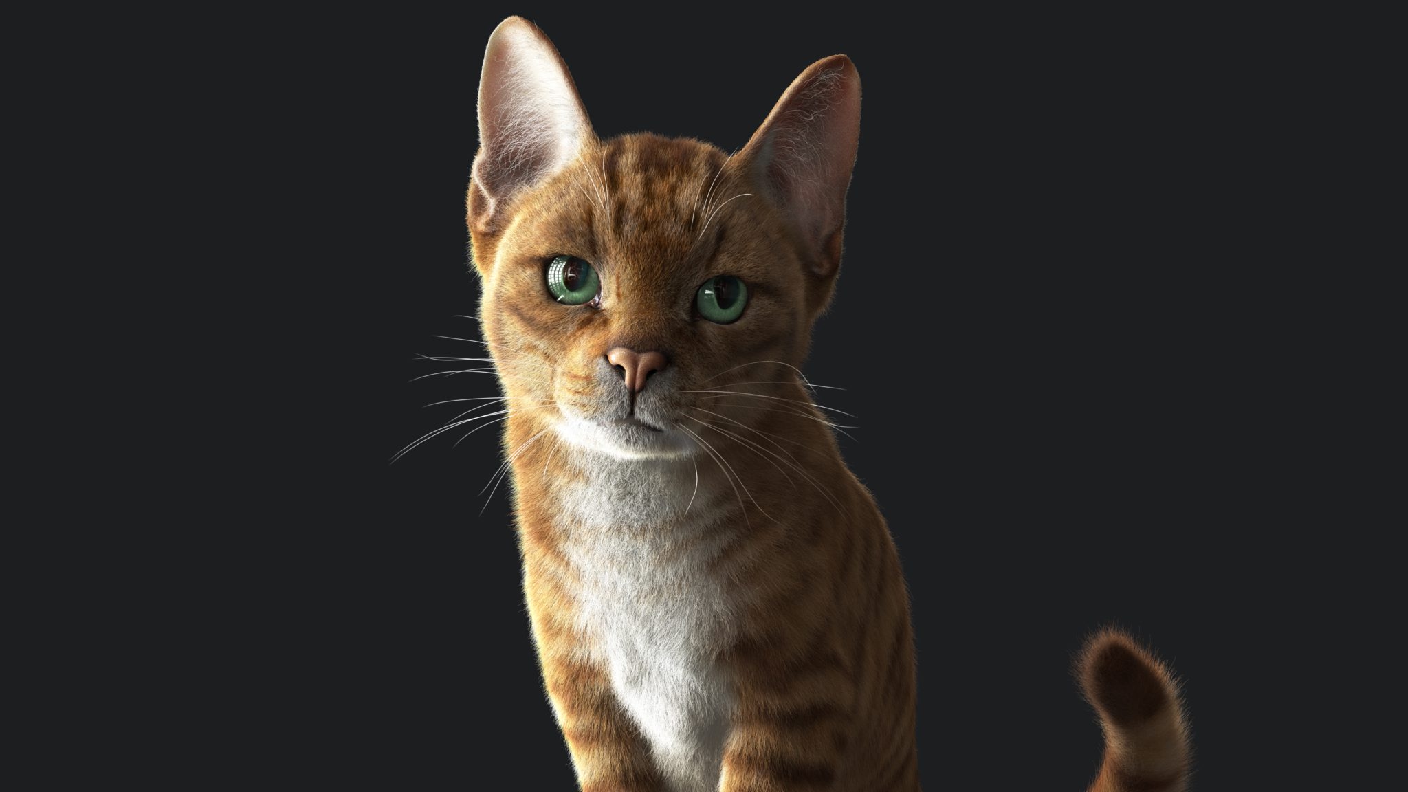 Animated Orange Cat Tabby Online YETI Version | Orange Cat 3D Model Online
