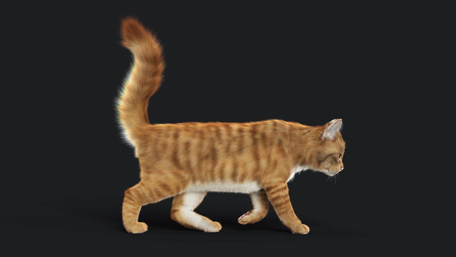 Animated Orange Cat Tabby Online YETI Version | Orange Cat 3D Model Online