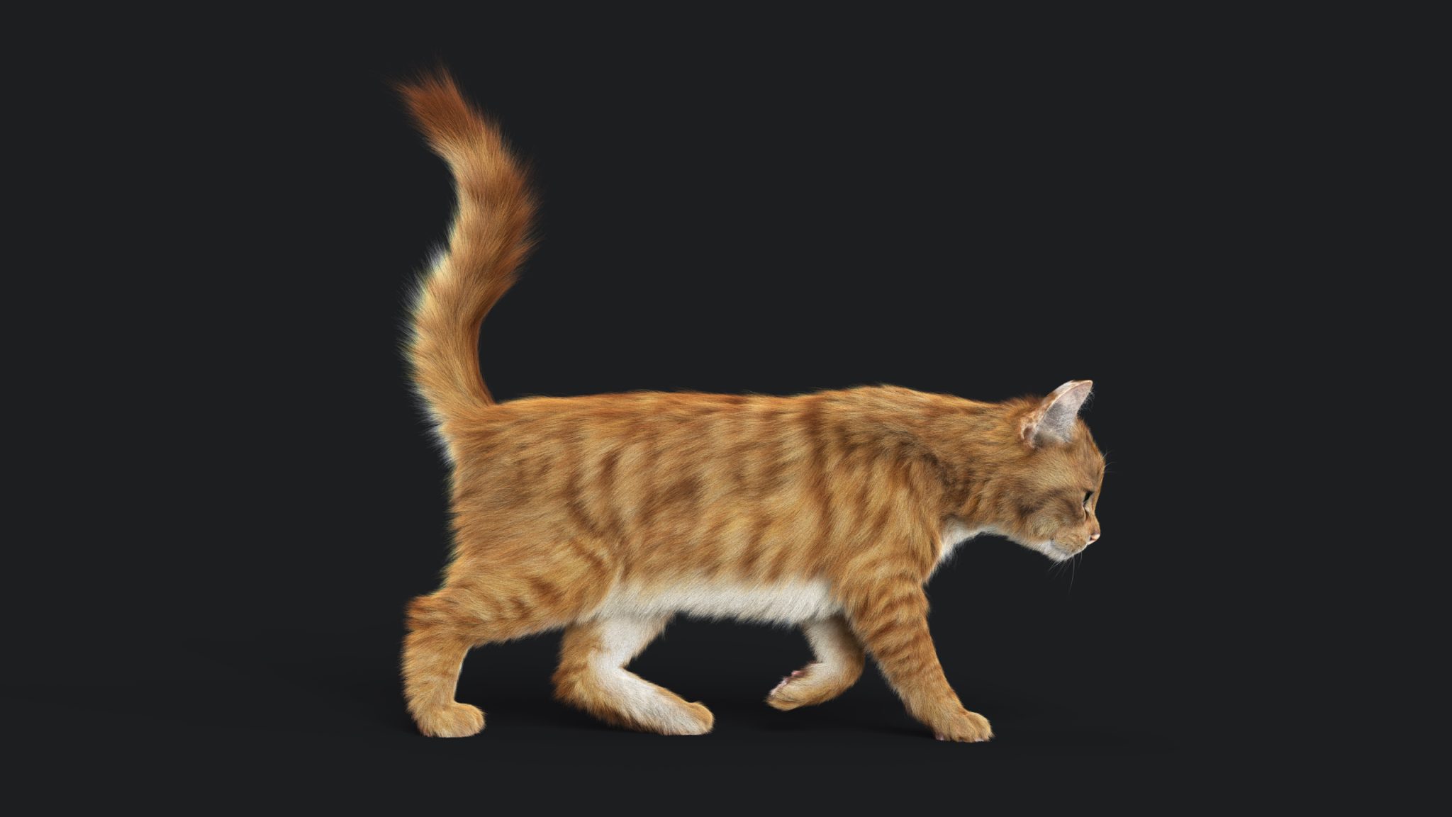 Animated Orange Cat Tabby Online YETI Version | Orange Cat 3D Model Online