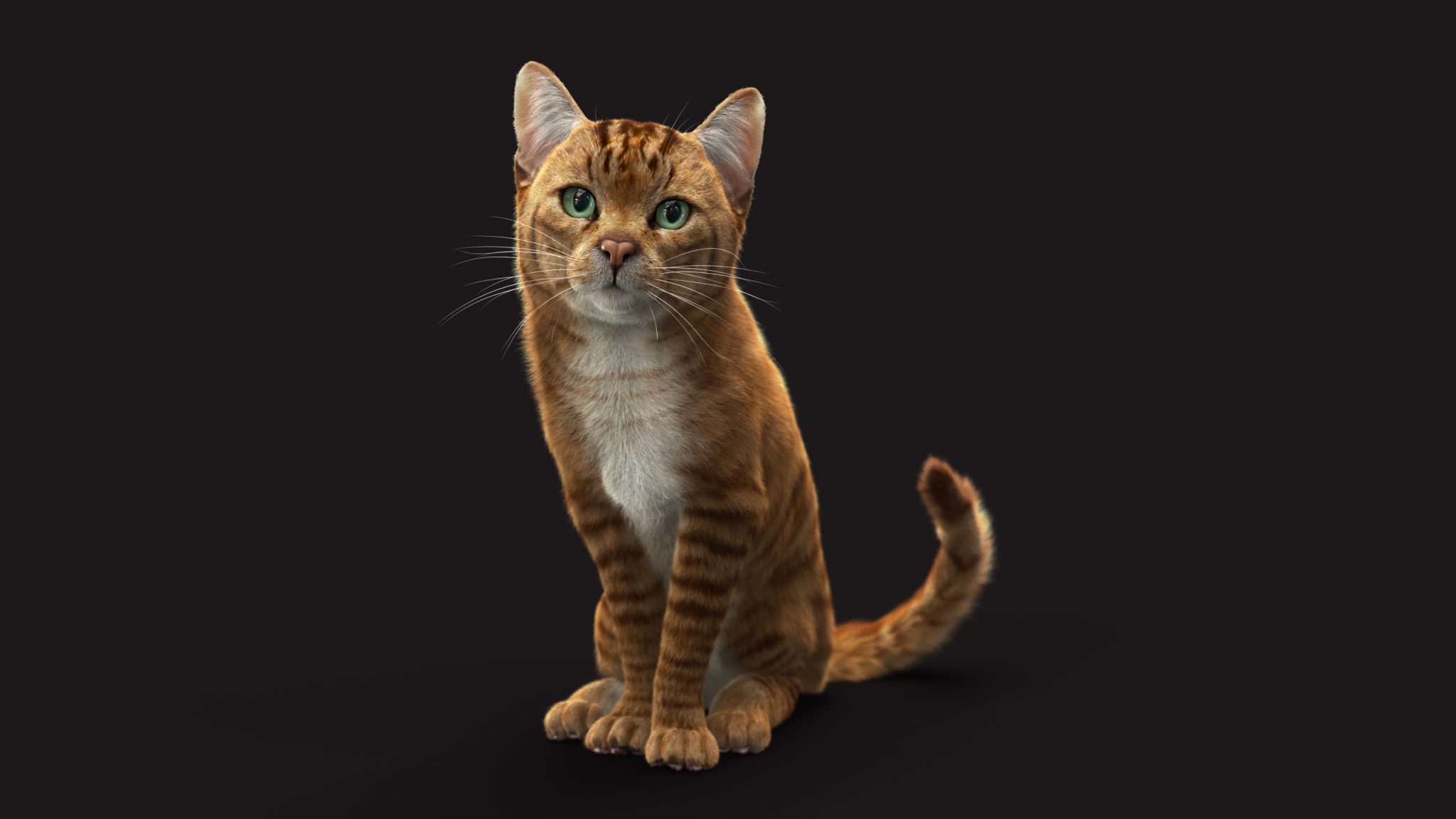 Rigged Orangy Cat 3D Models | (RIG) – XGEN VERSION