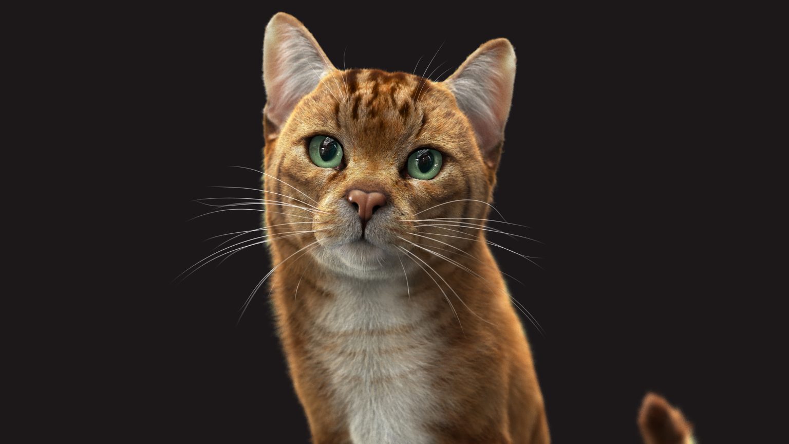 Rigged Orangy Cat 3D Models | (RIG) – XGEN VERSION
