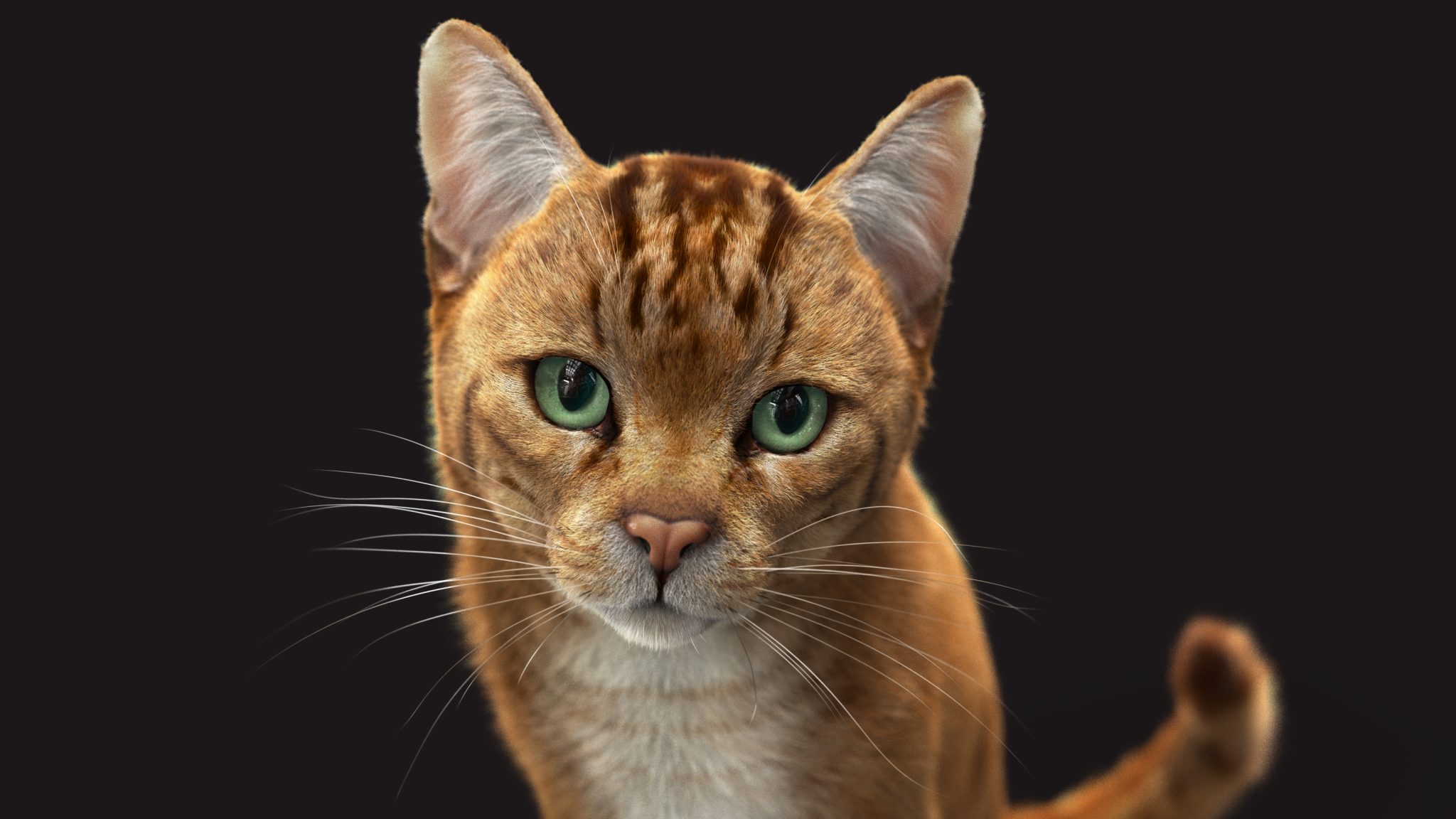 Rigged Orangy Cat 3D Models | (RIG) – XGEN VERSION