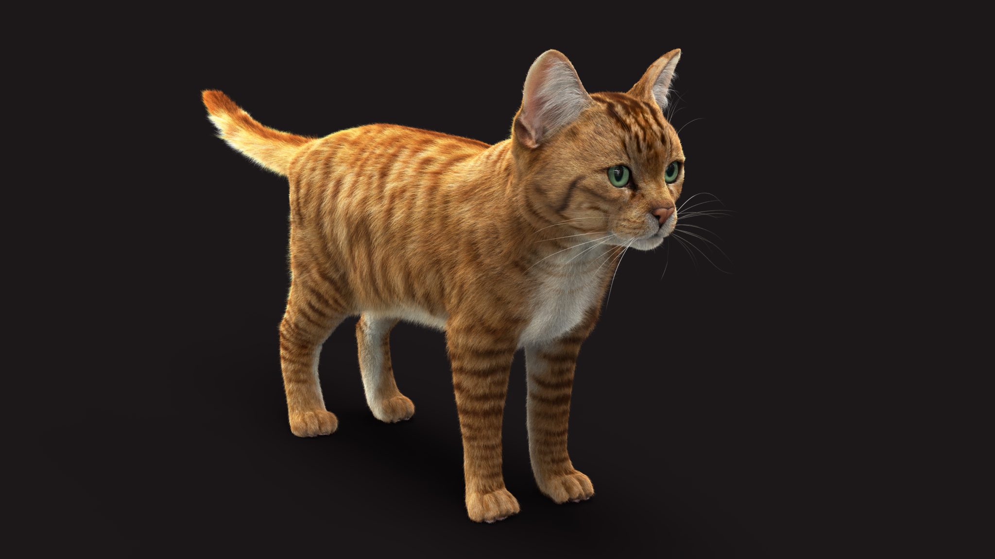 Rigged Orange Cat 3D Models | Animal 3d Models