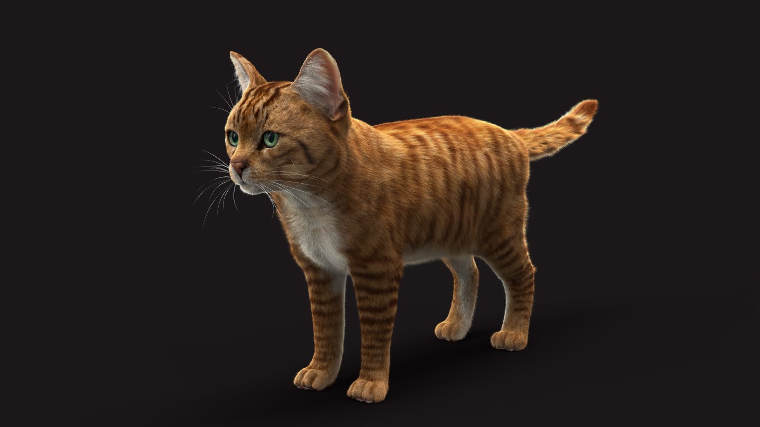 Rigged Orangy Cat 3D Models | (RIG) – XGEN VERSION