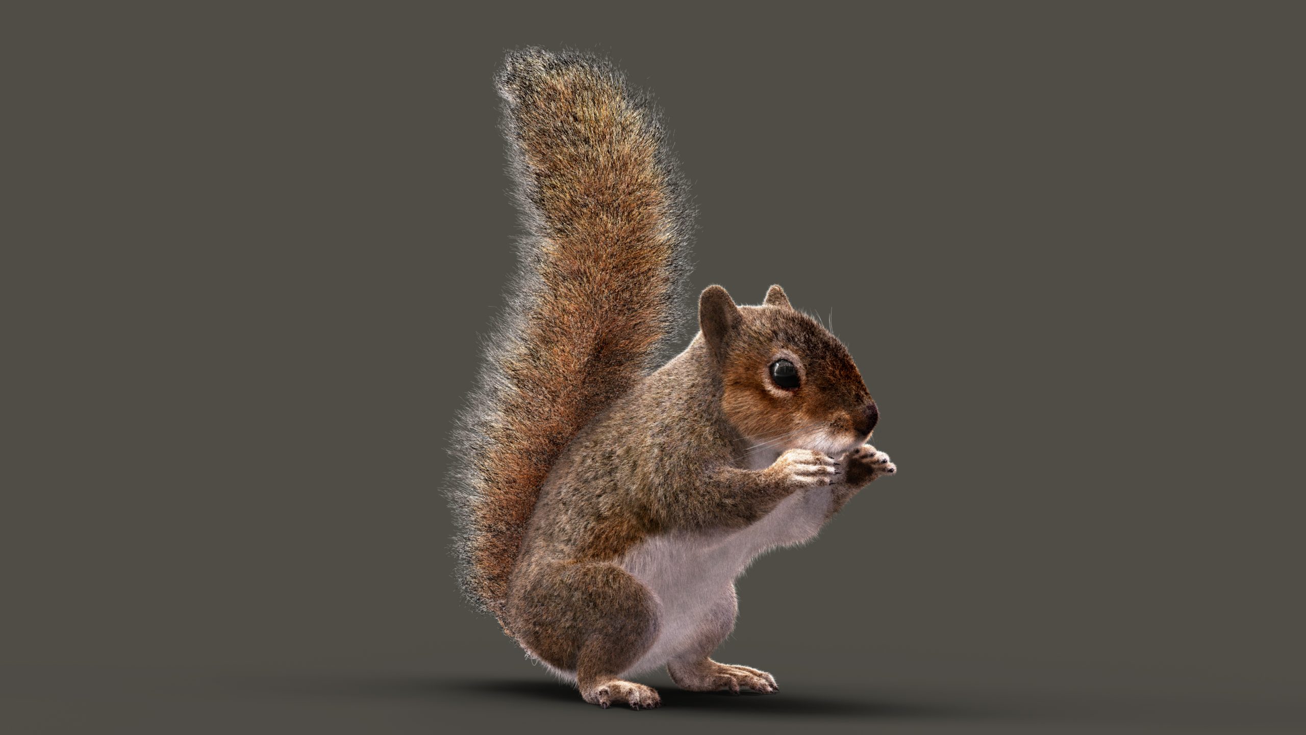 XGEN Squirrel ready to download! - Massimo Righi