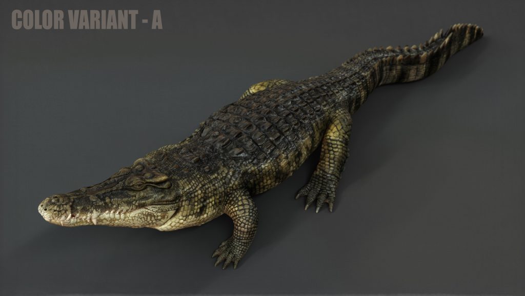 Crocodile Animated | 3D Models Online